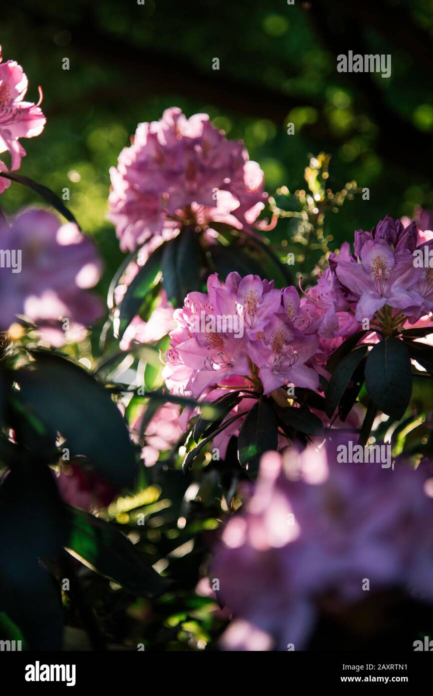 Blooming rhododendron, close-up Stock Photo - Alamy
