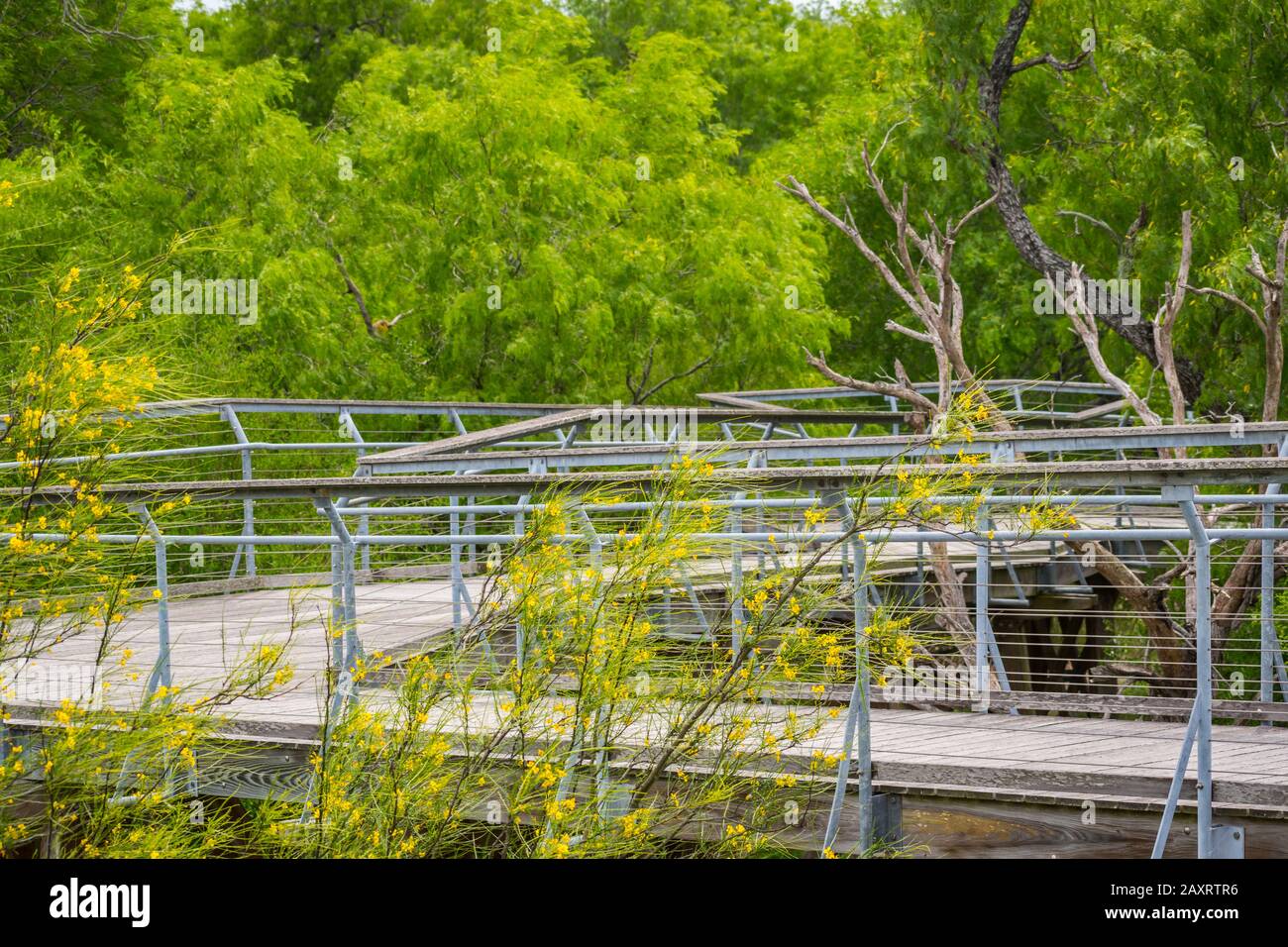A gorgeous view of the forest in World Birding Center while taking a ...