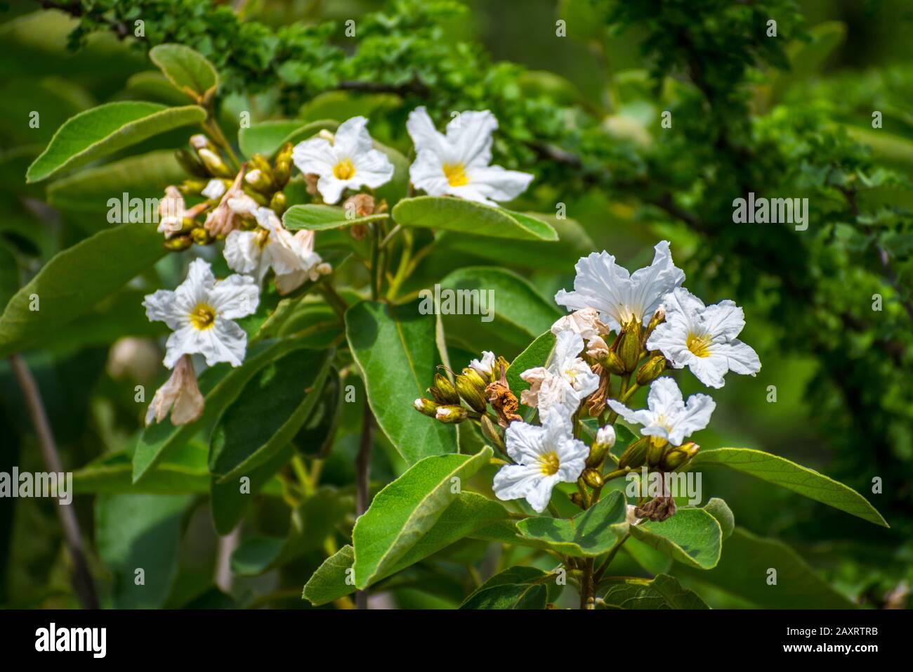 White wildflowers in Rio Grande Valley State Park, Texas Stock Photo ...