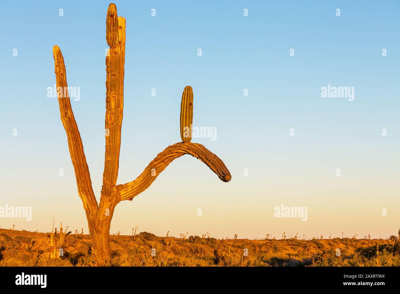 Cactus fields in Mexico, Baja California Stock Photo - Alamy