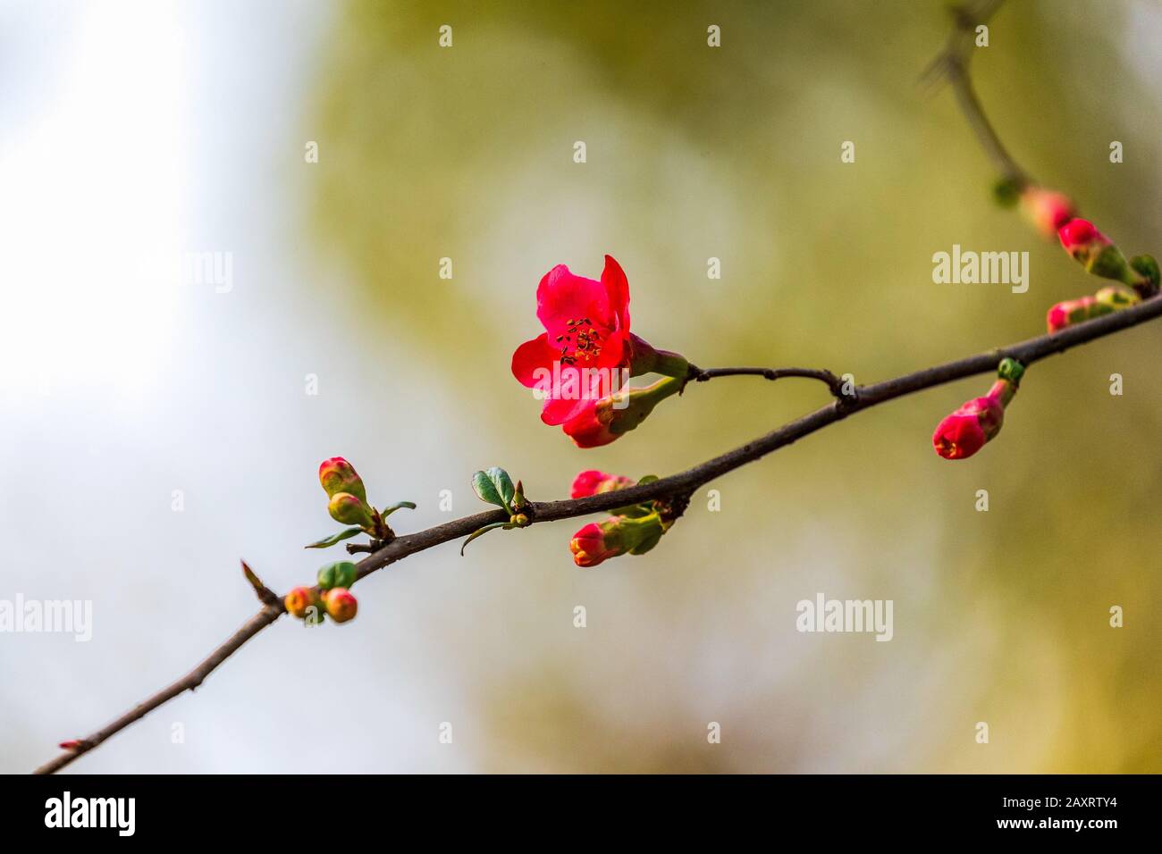 Flying from flower hi-res stock photography and images - Alamy