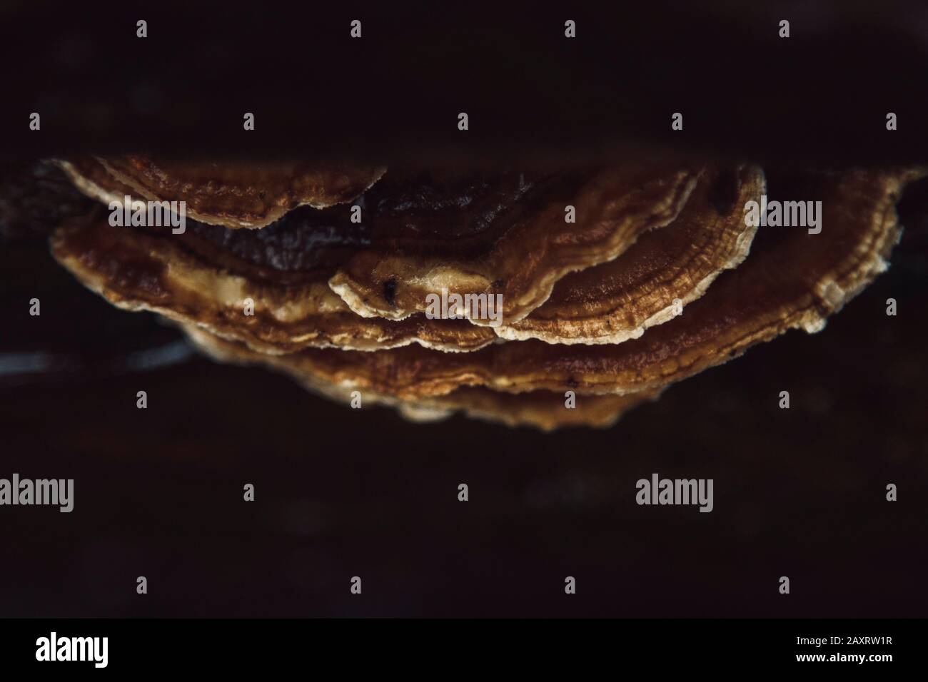 Tree fungi, detail Stock Photo - Alamy