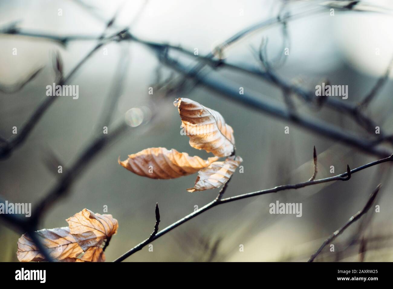 Autumn leaves, close-up Stock Photo - Alamy