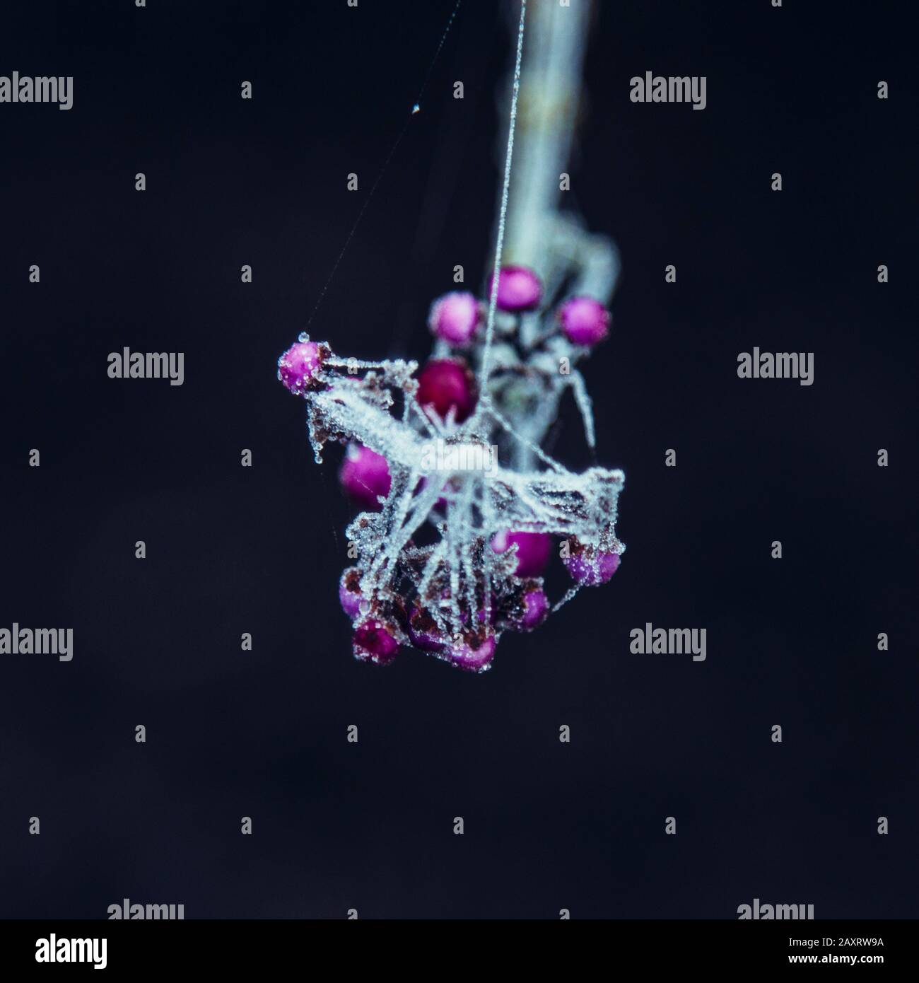 Fruits with spider web hi-res stock photography and images - Alamy