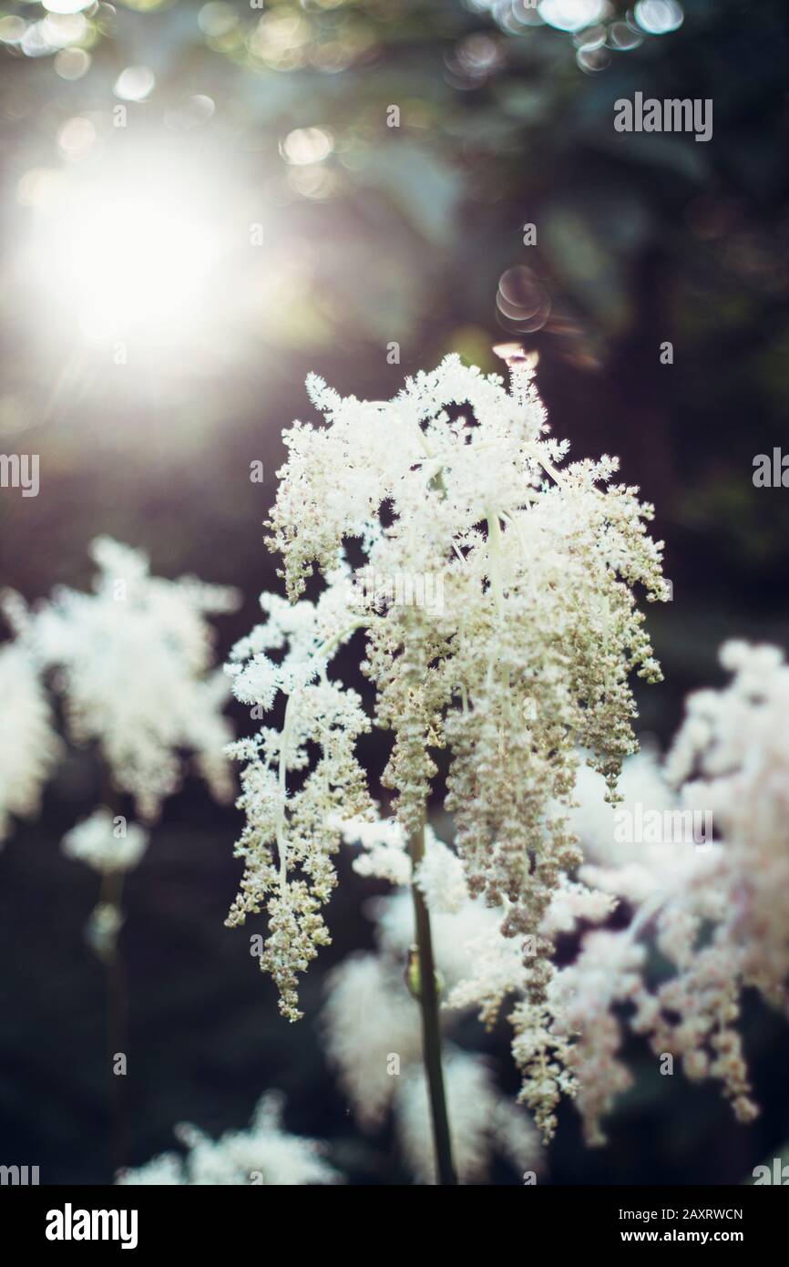 White flowering grasses, close-up Stock Photo - Alamy