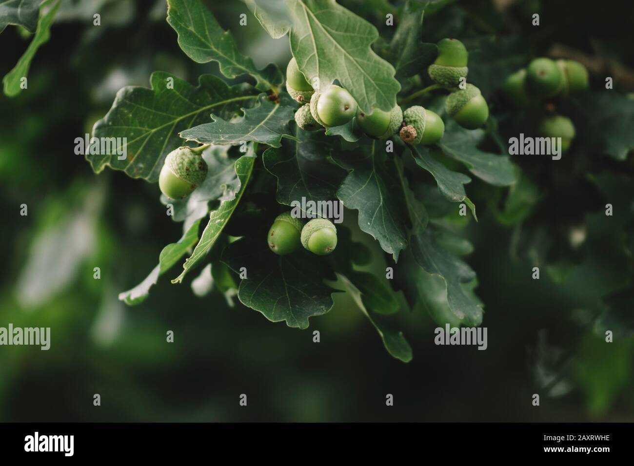 Oak tree with fruits, detail, quercus Stock Photo - Alamy