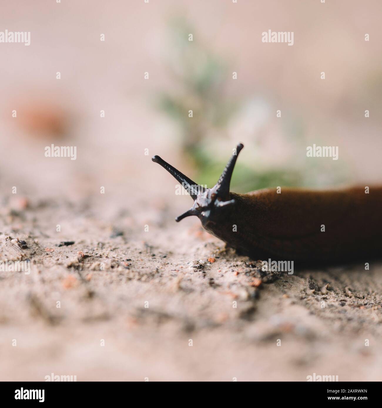 Soil sensor hi-res stock photography and images - Alamy