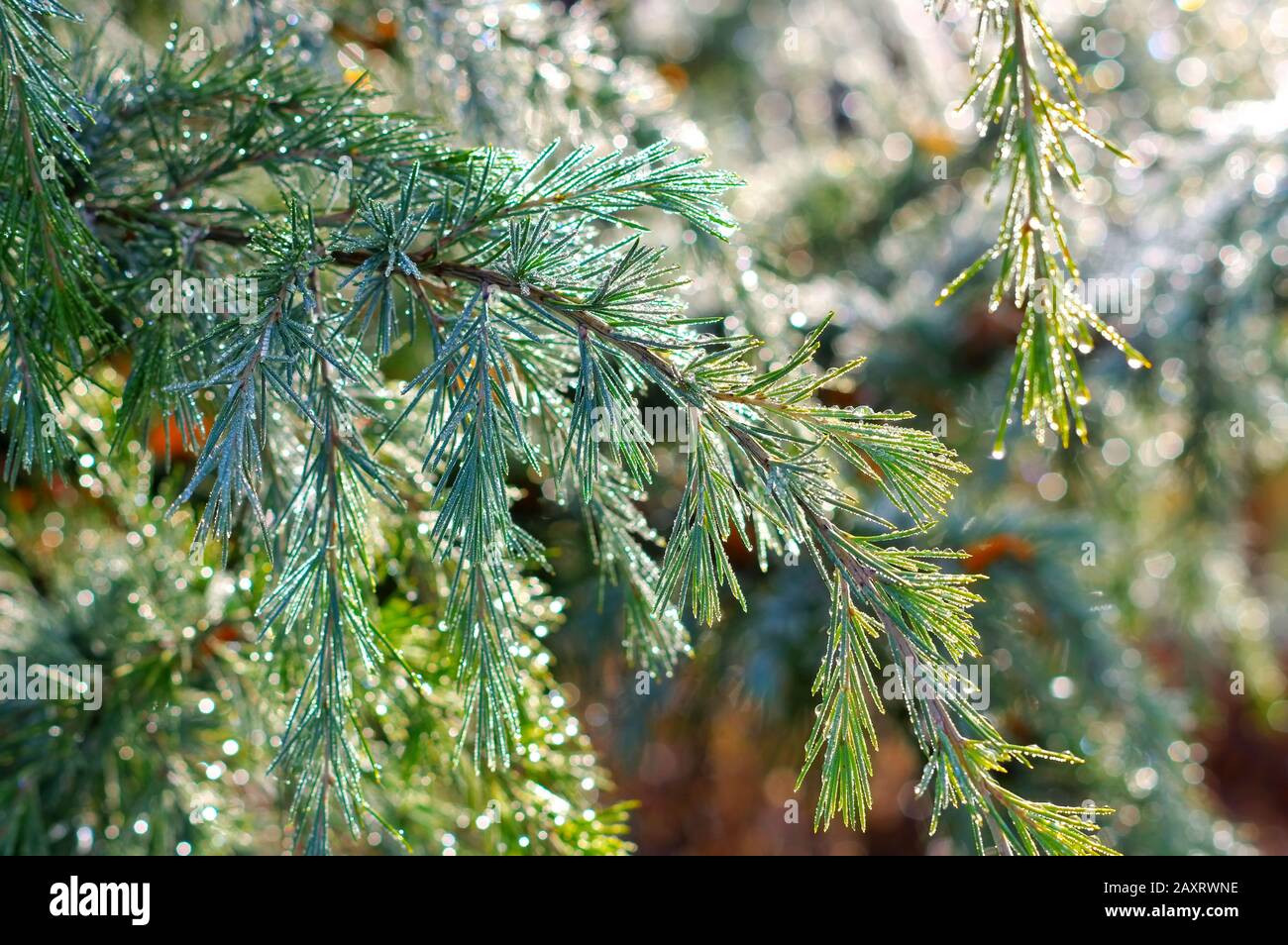 branch of a Himalayan cedar tree with drops of dew Stock Photo - Alamy