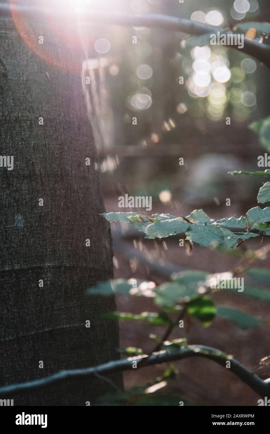 Forest vegetation in backlight, close-up Stock Photo - Alamy