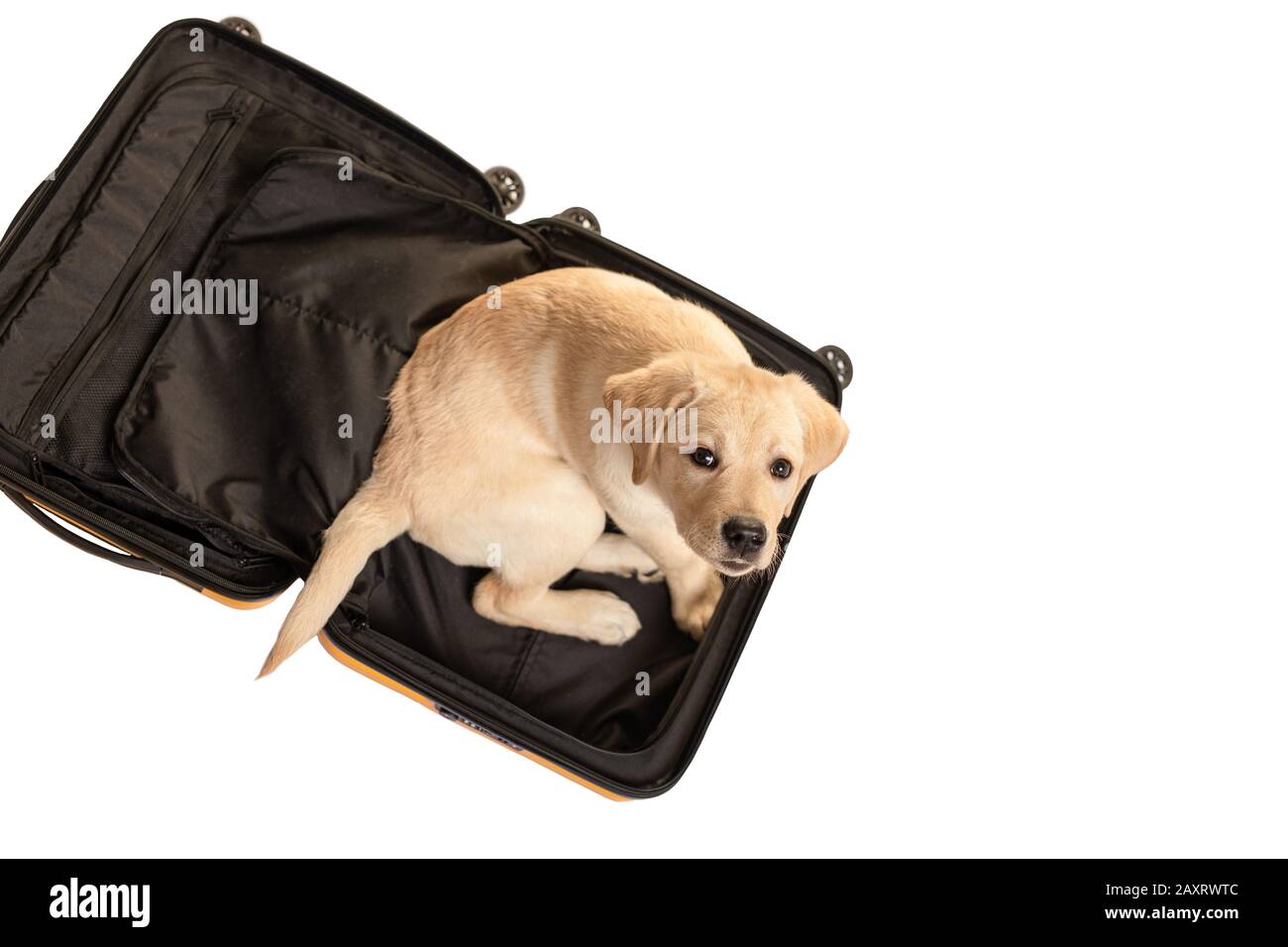 How To Train A Labrador Puppy To Sit