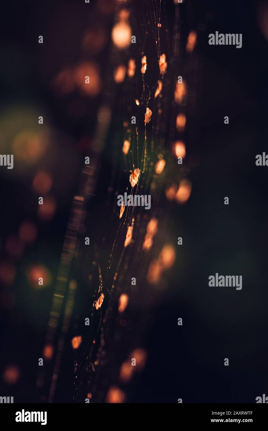 Spider web in backlight, close-up Stock Photo - Alamy