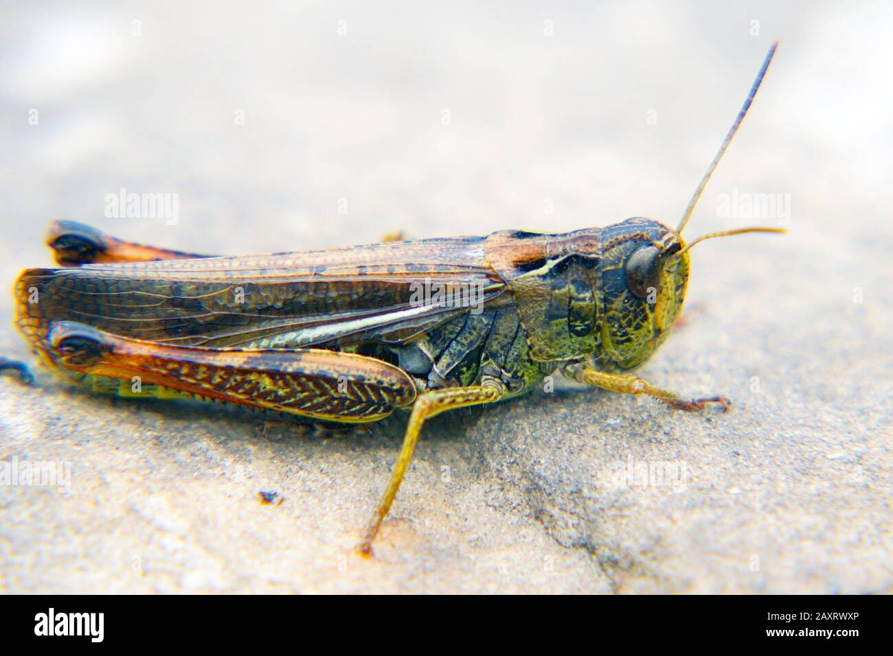 Locusts on the ground. Macro, close-up. Locust invasion Stock Photo - Alamy