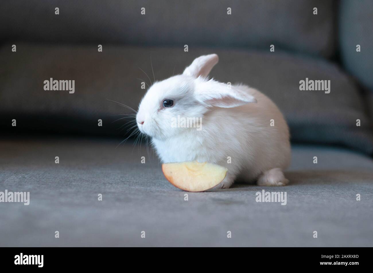 Grey long eared rabbit hi-res stock photography and images - Alamy