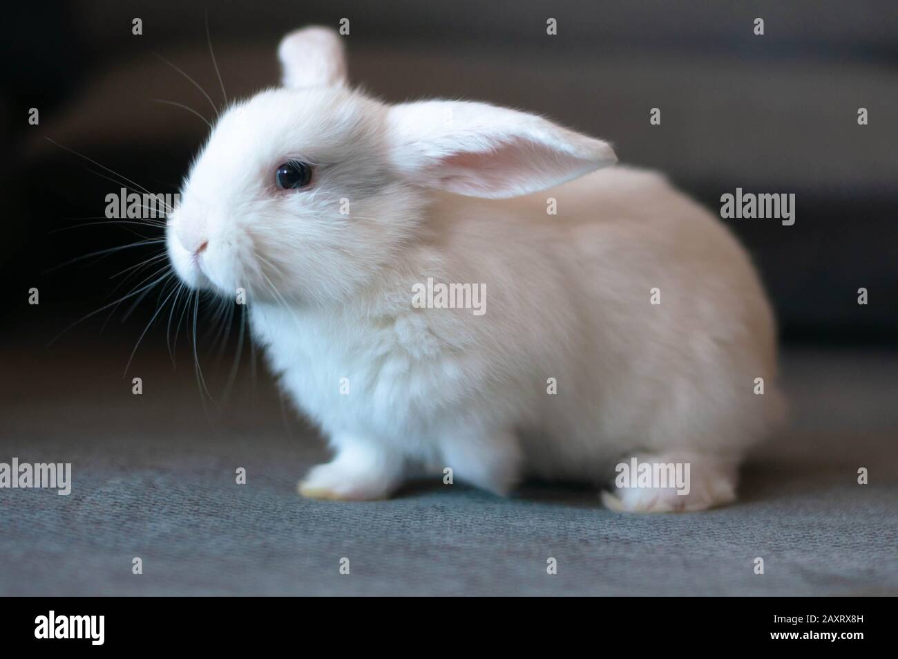 Small white rabbit hi-res stock photography and images - Alamy