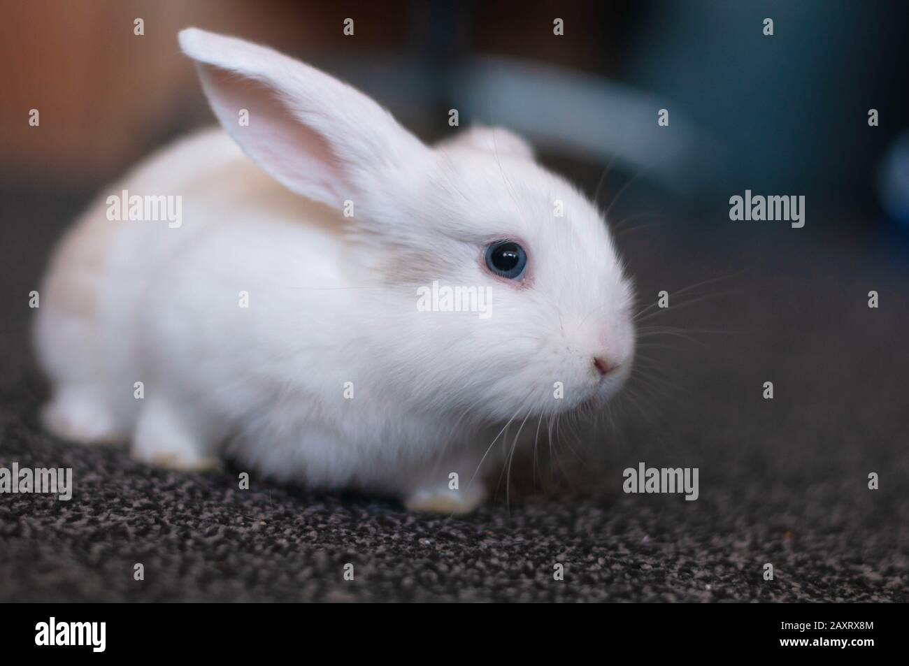 Small white rabbit hi-res stock photography and images - Alamy