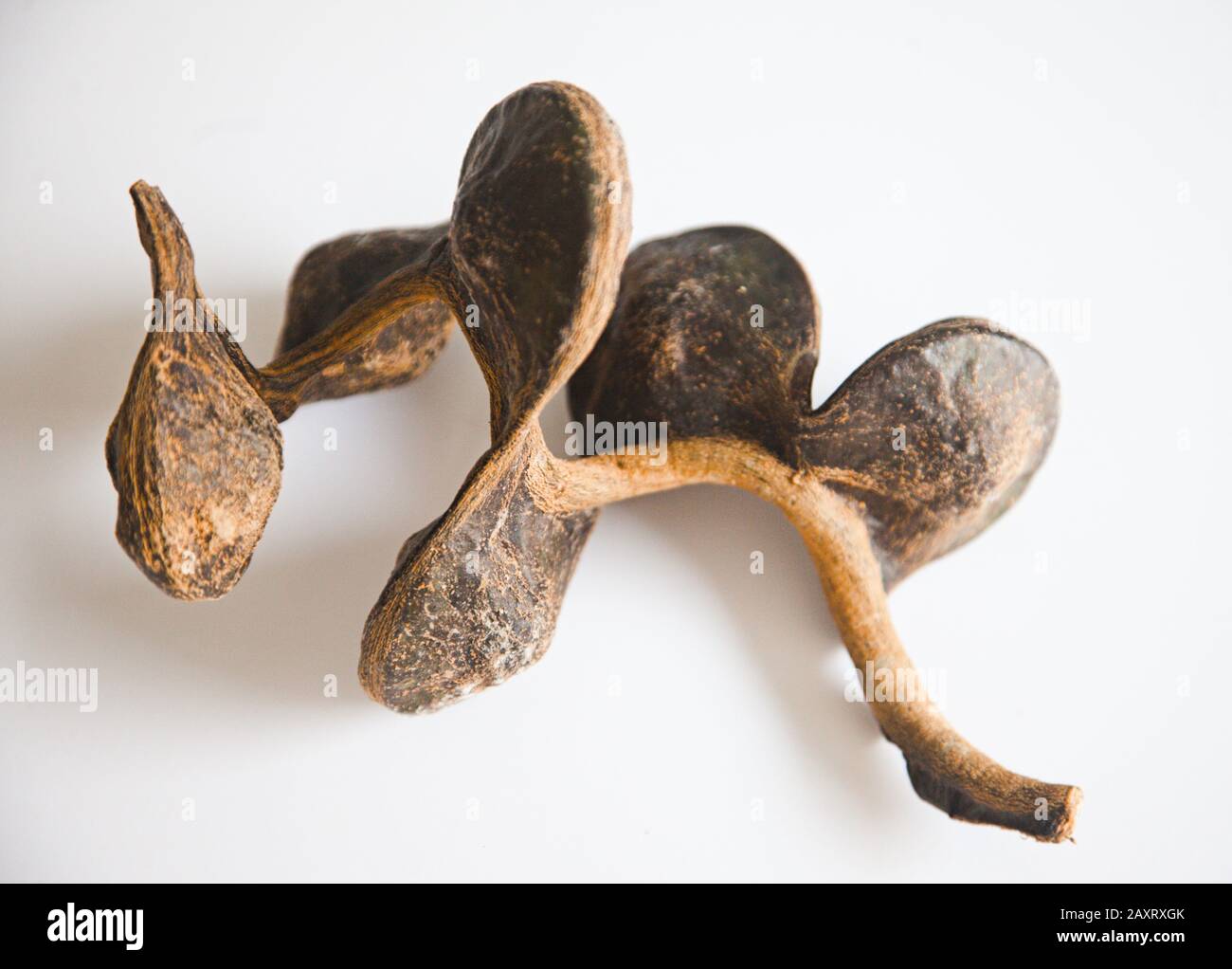 Smelly plant hi-res stock photography and images - Alamy