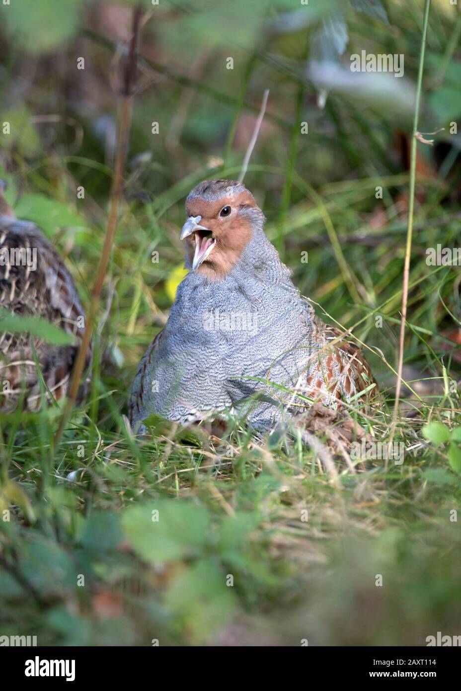 Partridge like bird hi-res stock photography and images - Alamy