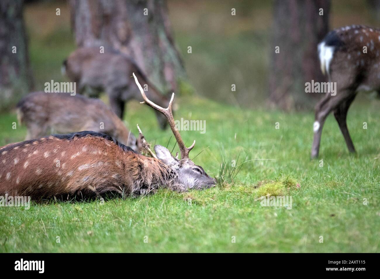 Sika deer rutting season Stock Photo - Alamy