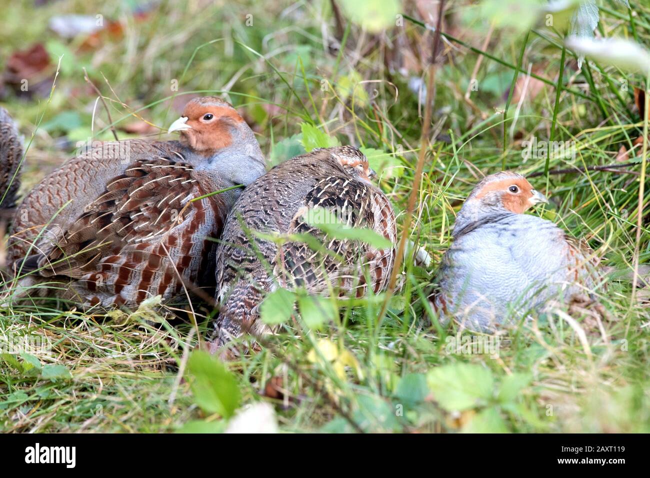 Partridge like bird hi-res stock photography and images - Alamy