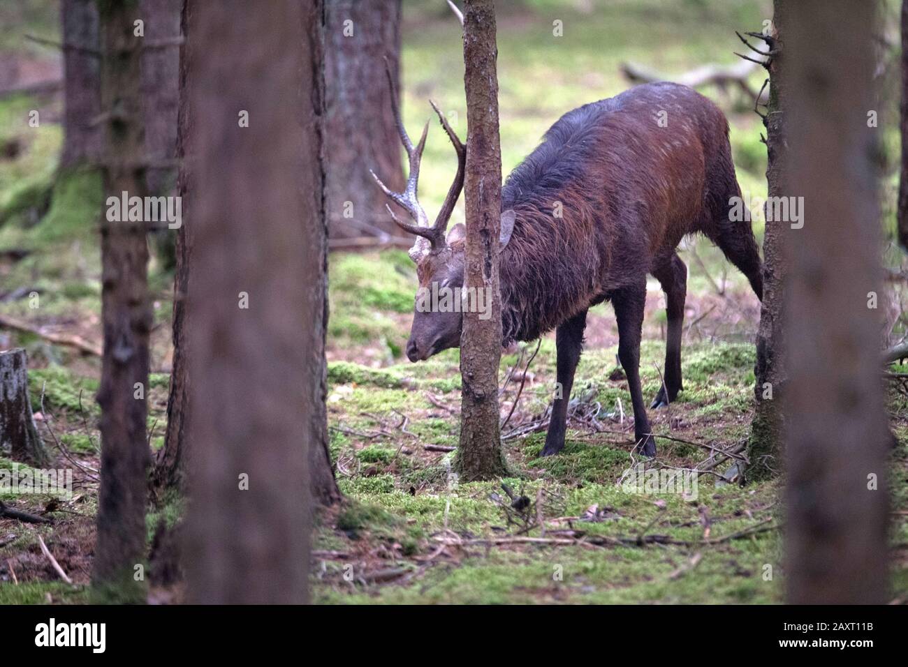 Sika deer in rutting season, marks tree trunk Stock Photo - Alamy