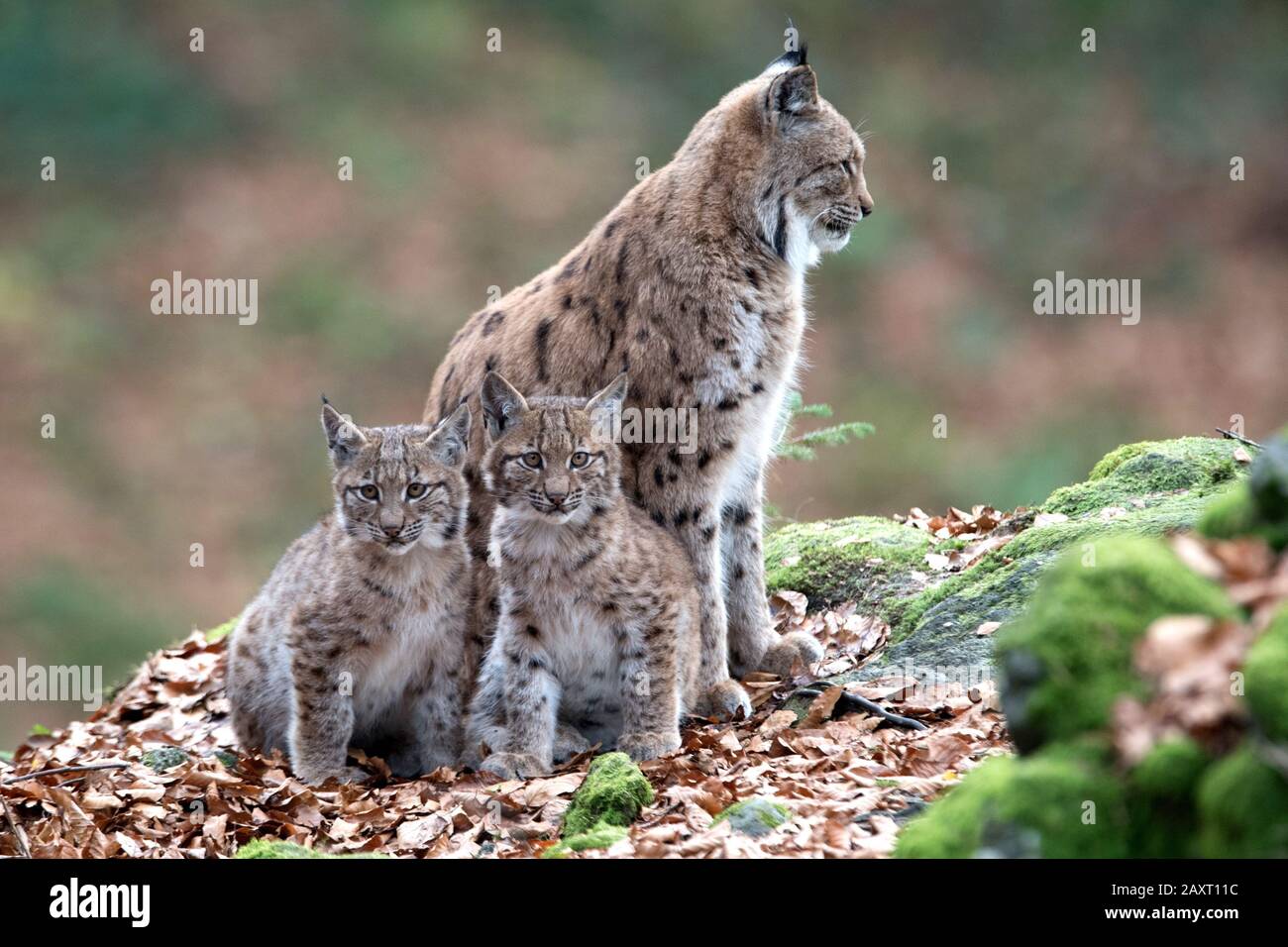 Lynx in the forest Stock Photo - Alamy