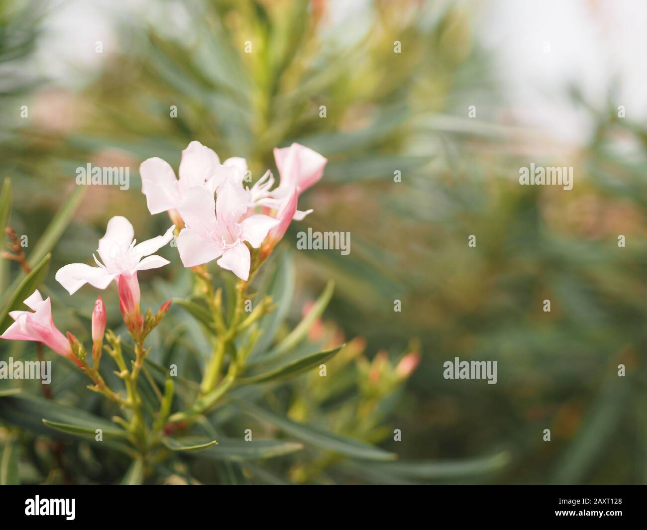 Nerium nerium odorum hi-res stock photography and images - Alamy