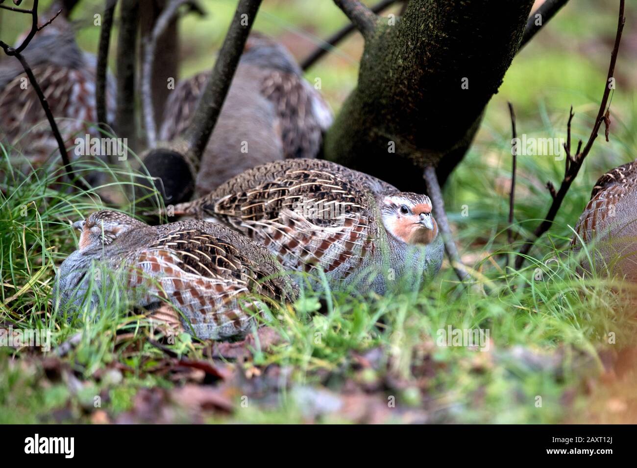 Partridge like bird hi-res stock photography and images - Alamy