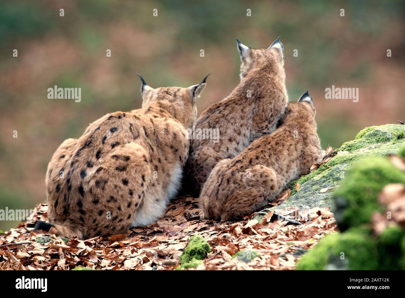 Lynx in the forest Stock Photo - Alamy