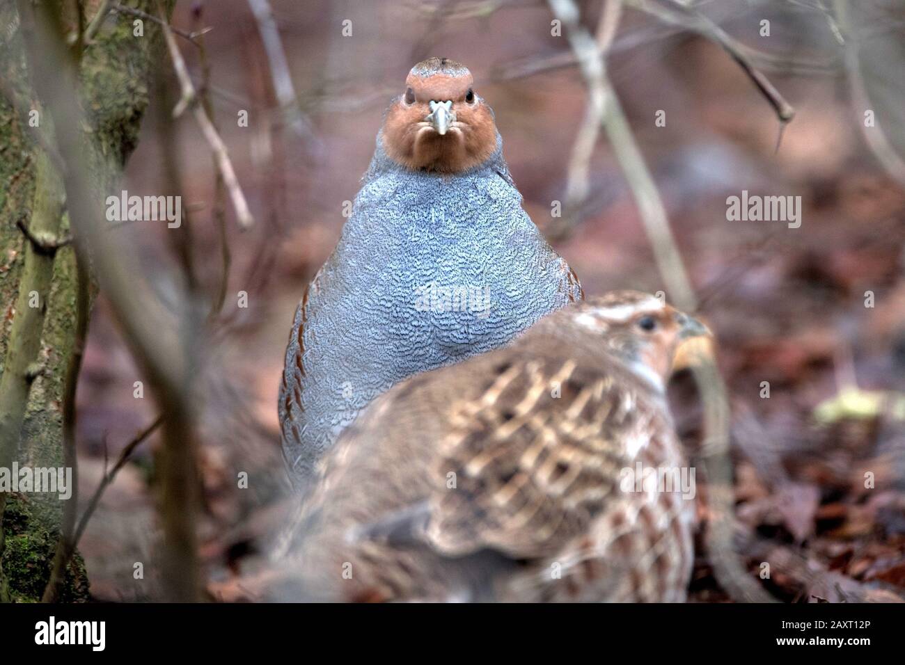 Partridge like bird hi-res stock photography and images - Alamy
