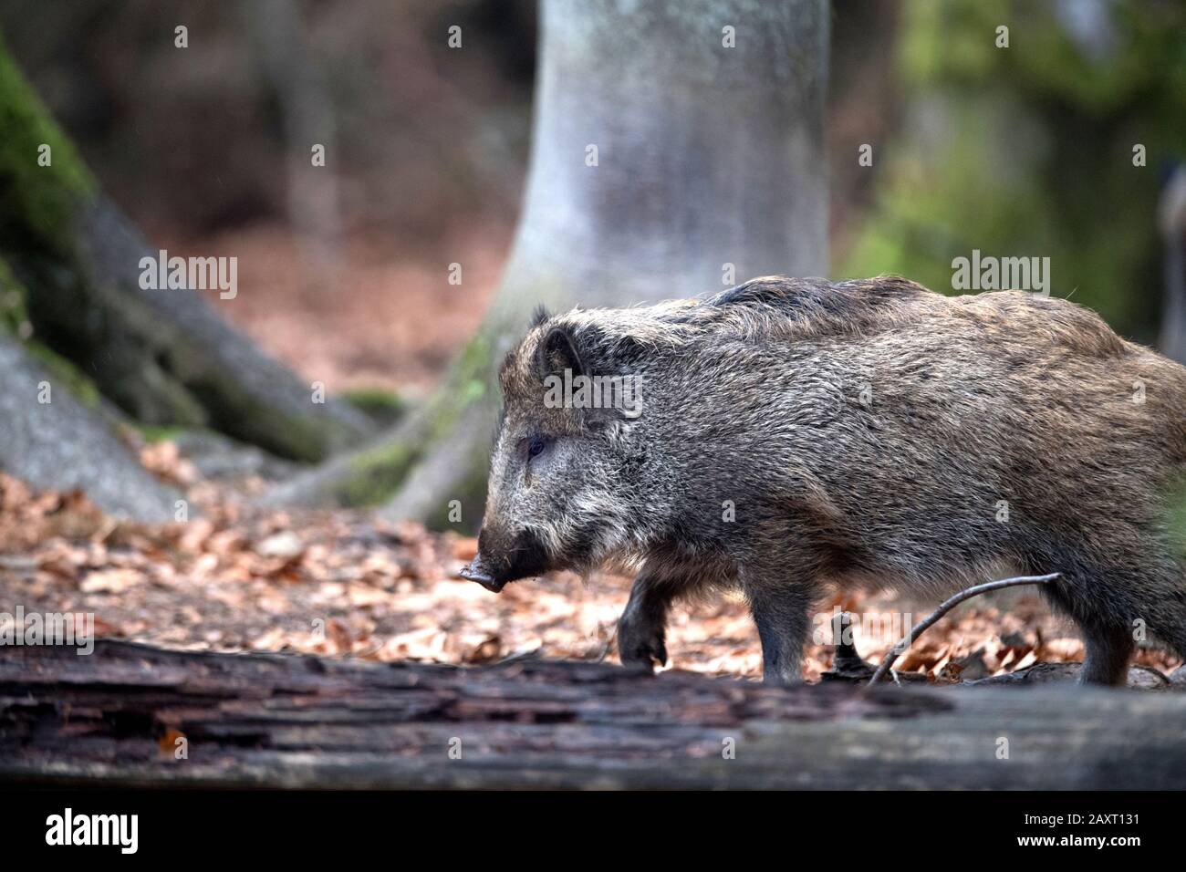 Wild boar in autumn Stock Photo - Alamy