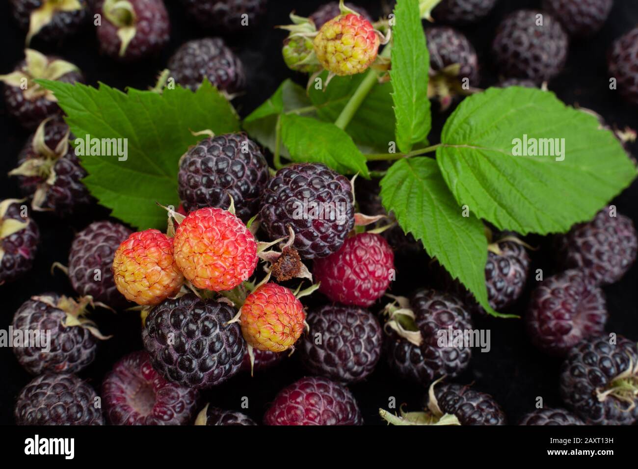 Cumberland fruit Hybrid raspberry and blackberry background Stock Photo ...