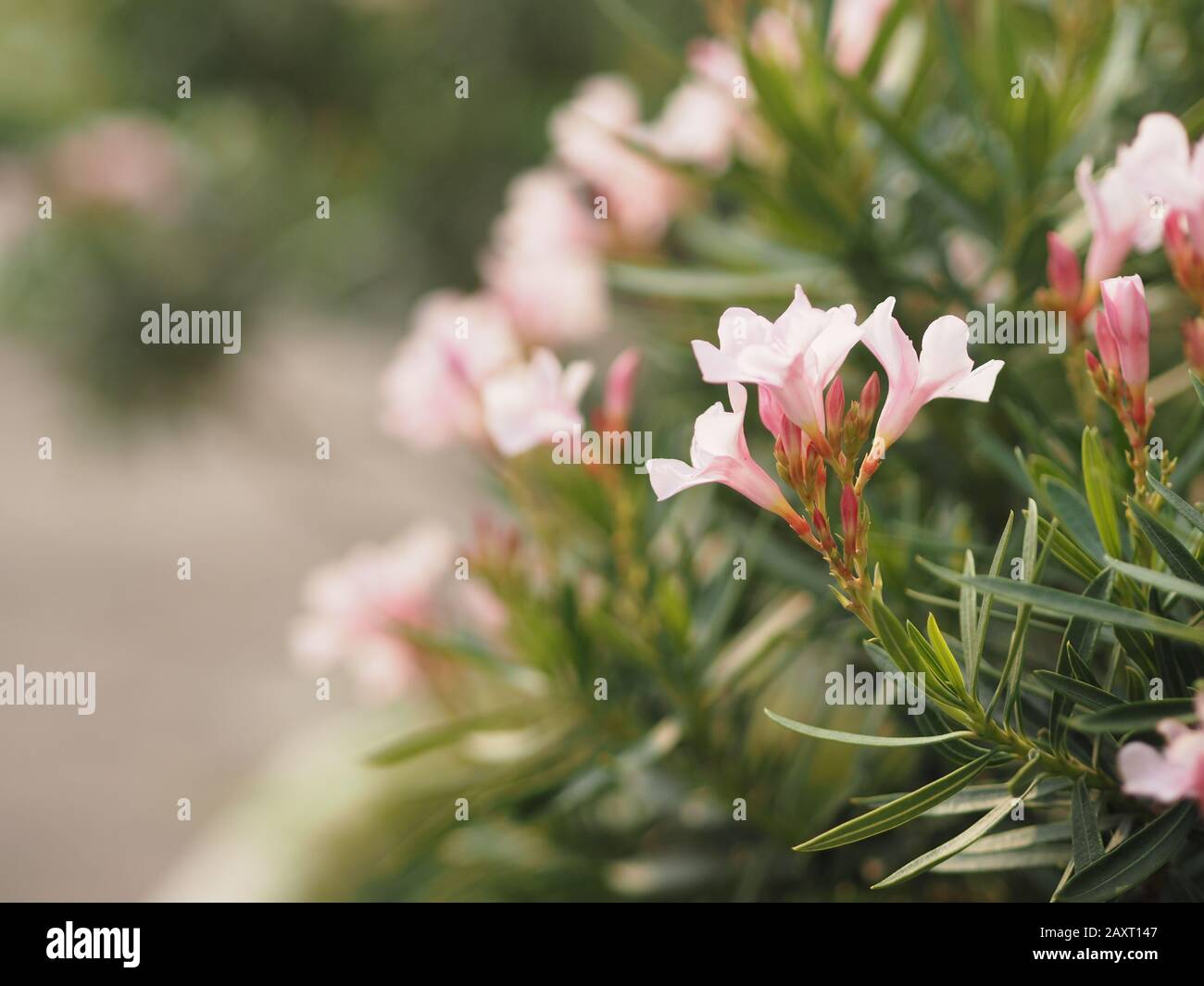 Nerium nerium odorum hi-res stock photography and images - Alamy
