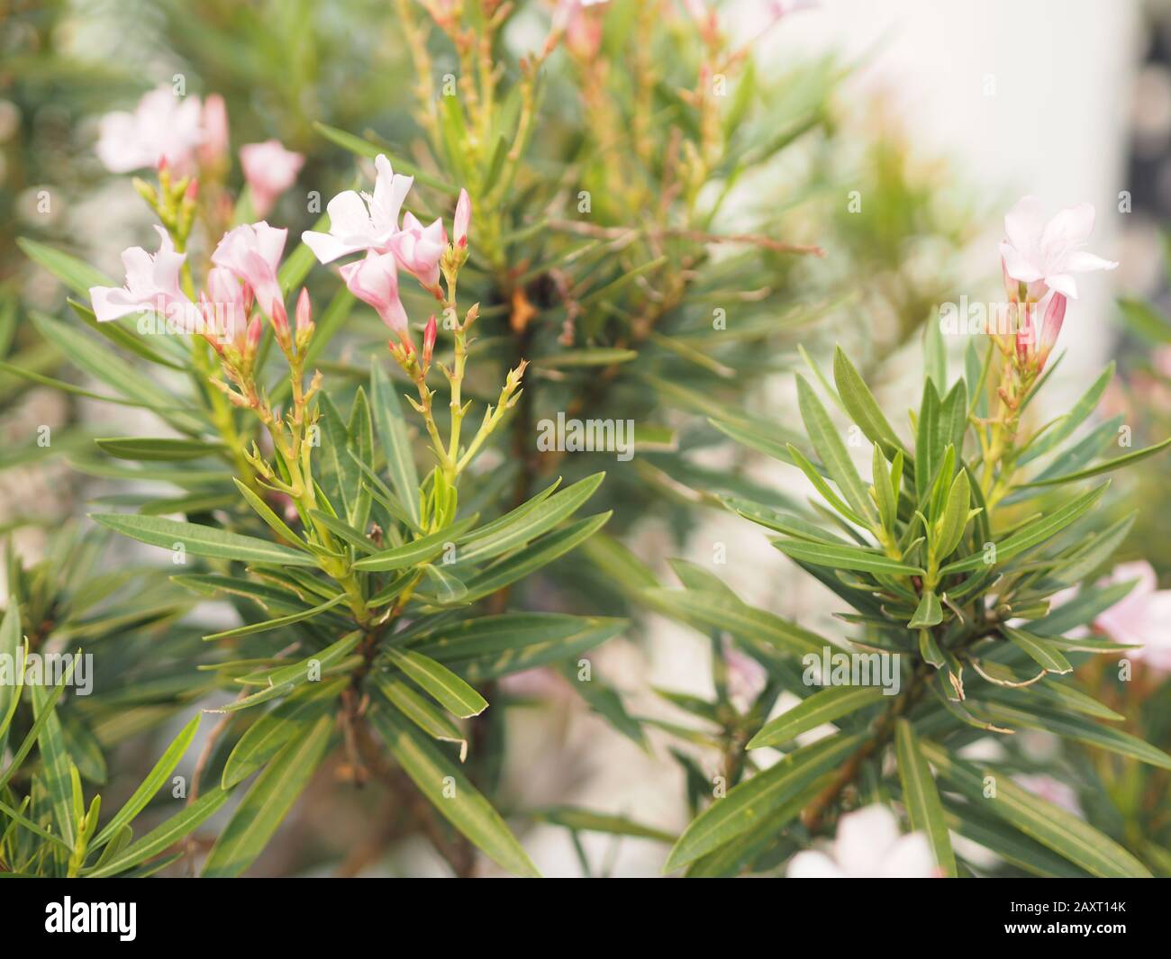 Nerium nerium odorum hi-res stock photography and images - Alamy
