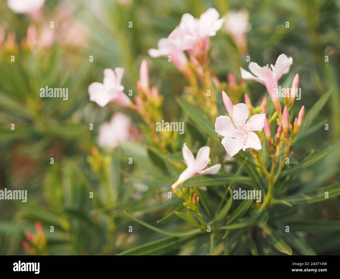 Sweet Oleander, Rose Bay, Nerium indicum Mill name pink flower blooming ...