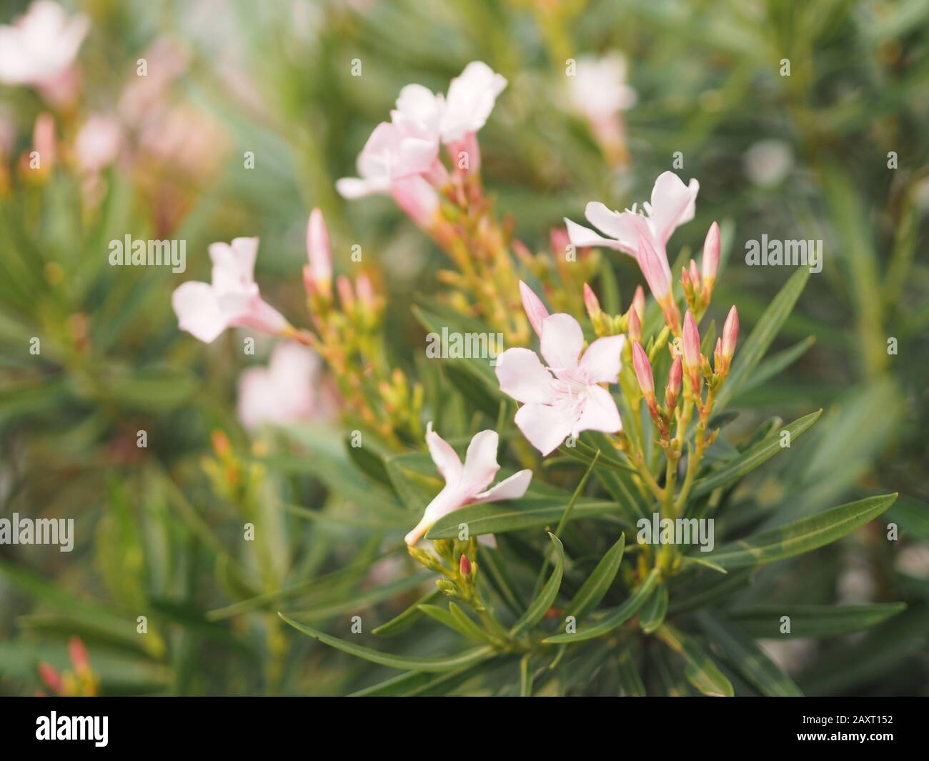 Nerium nerium odorum hi-res stock photography and images - Alamy