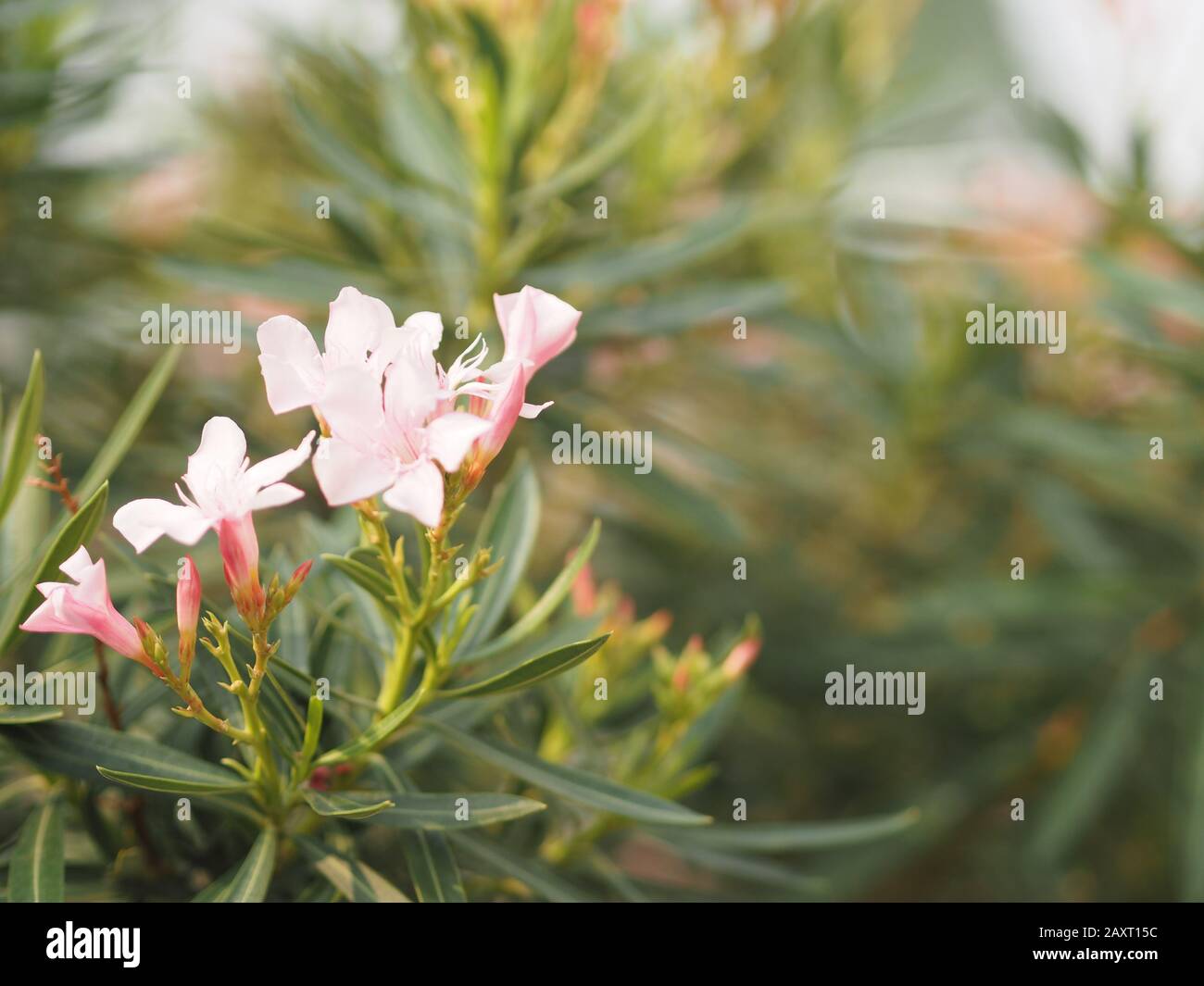 Nerium nerium odorum hi-res stock photography and images - Alamy