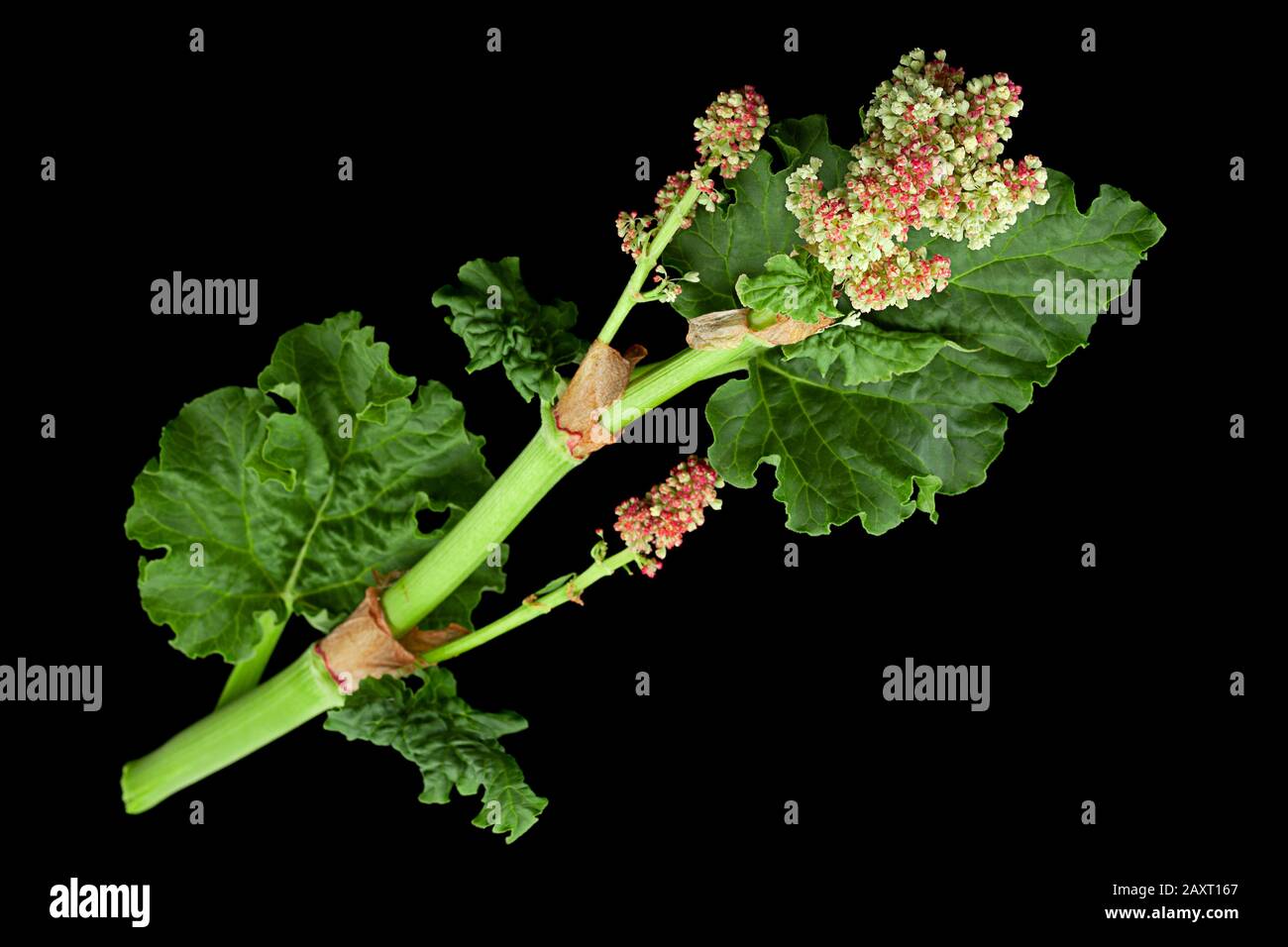 Rhubarb vegetable blossom with leaf isolated on black background Stock ...