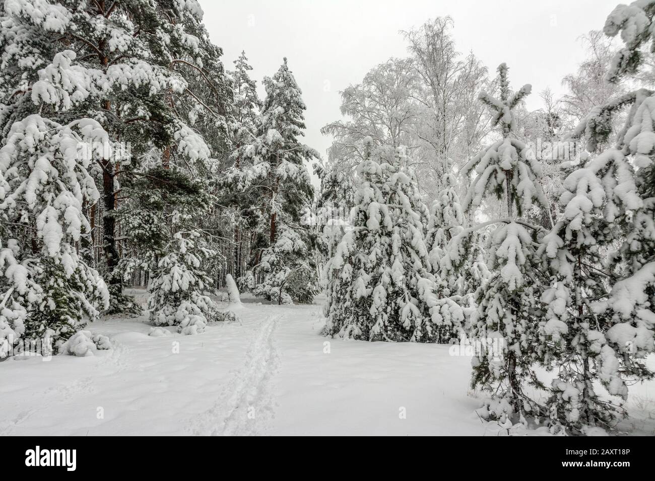 walk in the snowy woods. snow. winter. coldly Stock Photo - Alamy
