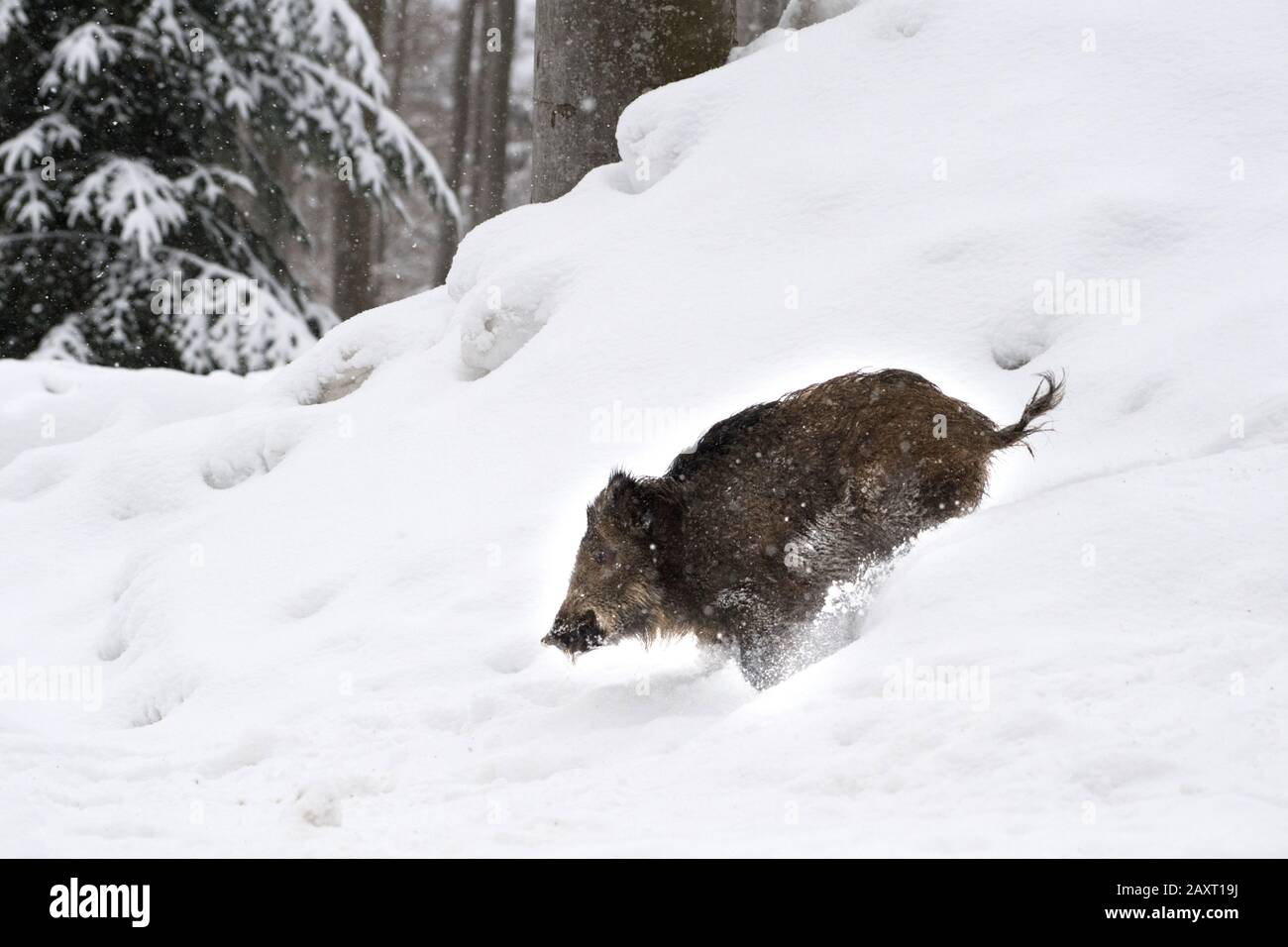 Running wild boar in snow hi-res stock photography and images - Alamy