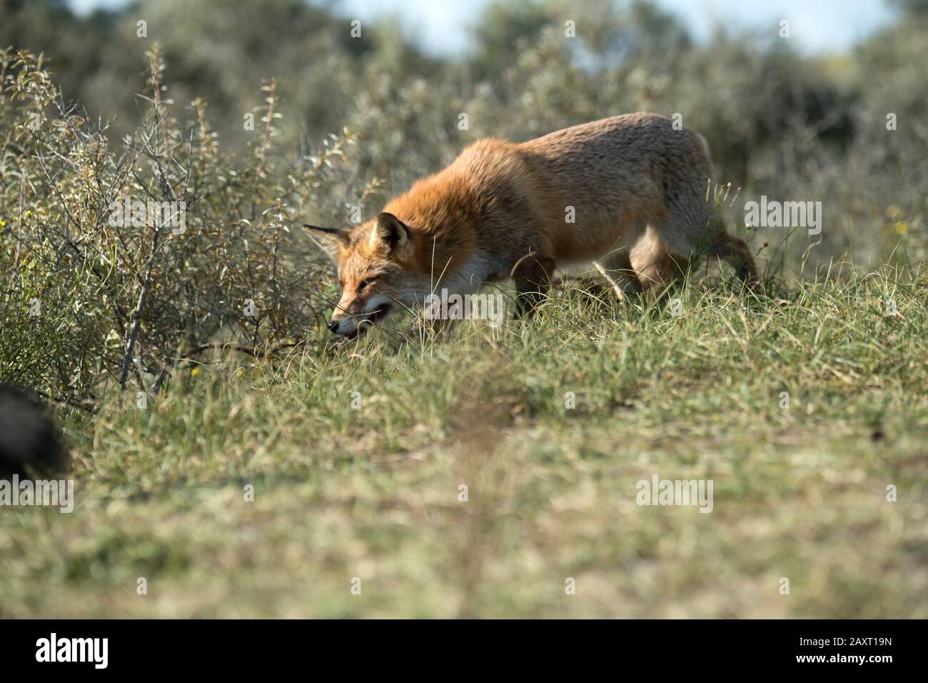 Fox is roaming the landscape Stock Photo - Alamy