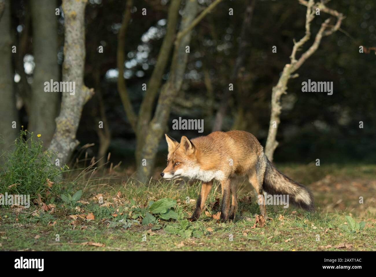 Fox is roaming the landscape Stock Photo - Alamy