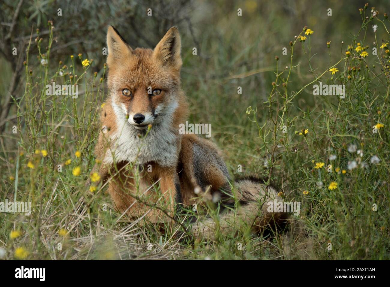 Roaming fox hi-res stock photography and images - Alamy