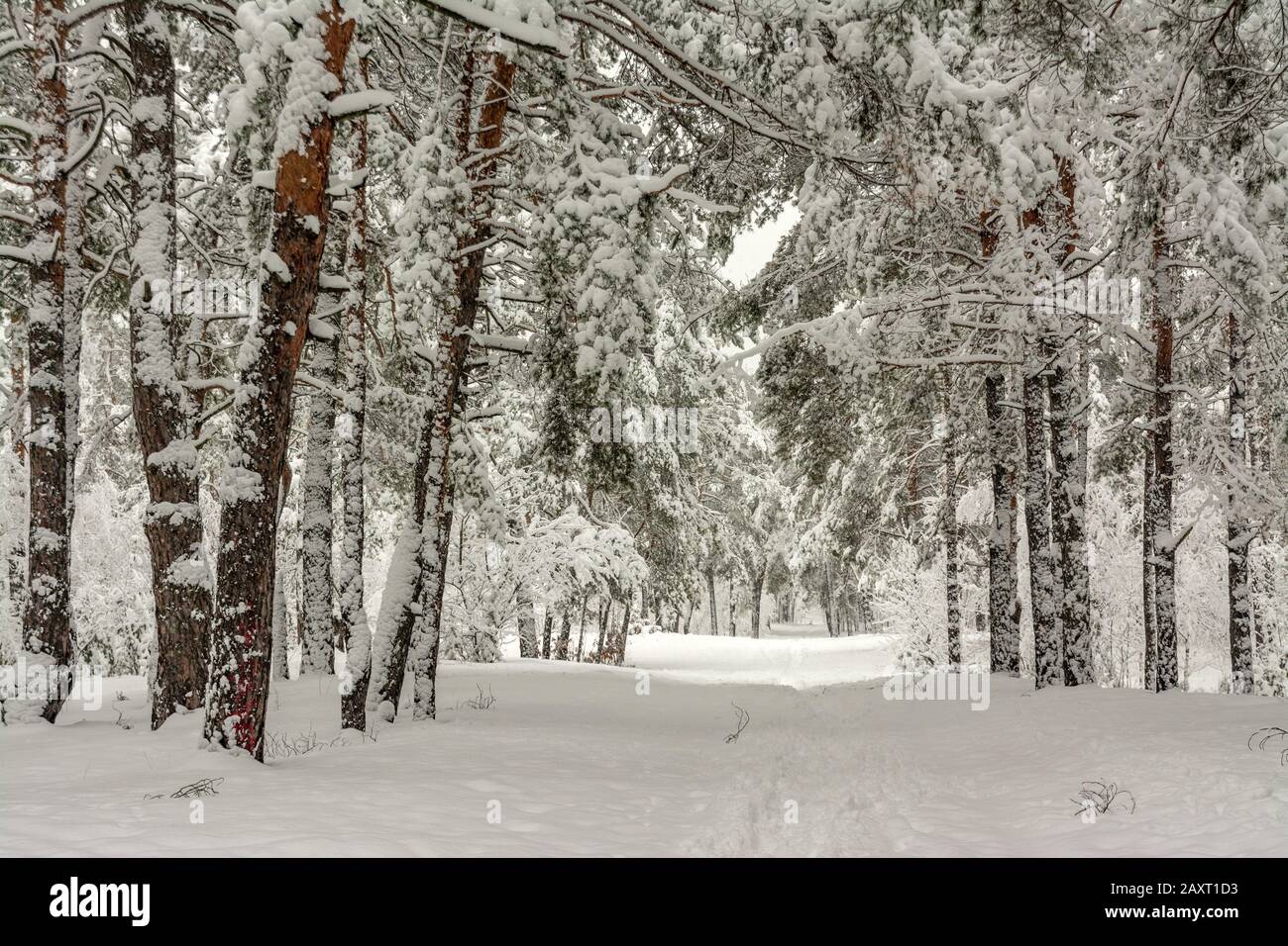 walk in the snowy woods. snow. winter. coldly Stock Photo - Alamy