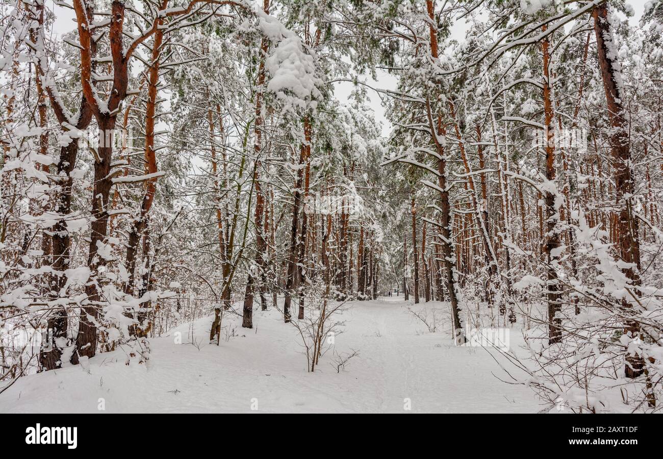 walk in the snowy woods. snow. winter. coldly Stock Photo - Alamy