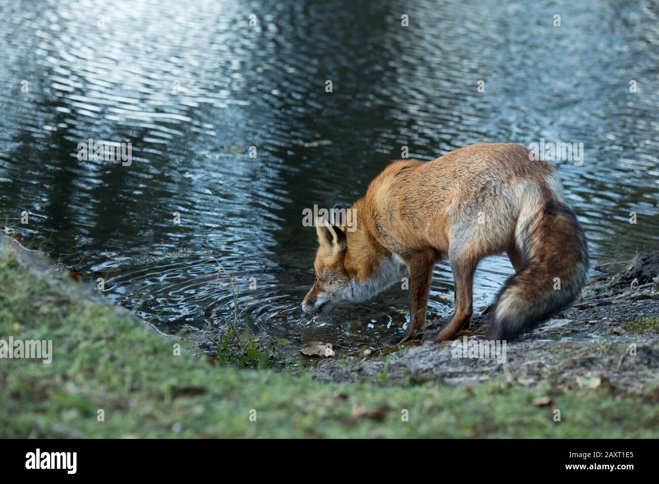 Fox is roaming the landscape Stock Photo - Alamy