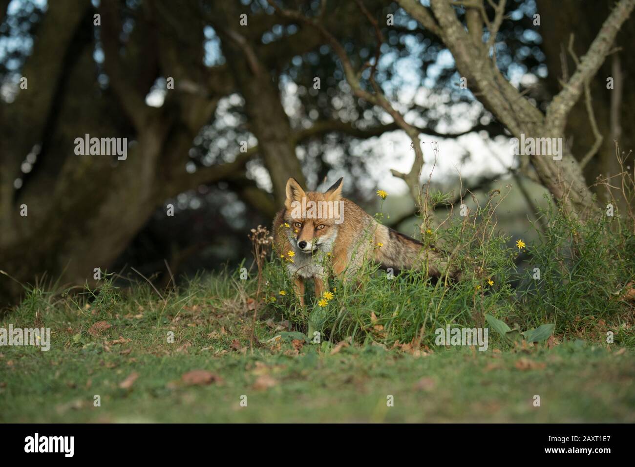 Fox is roaming the landscape Stock Photo - Alamy