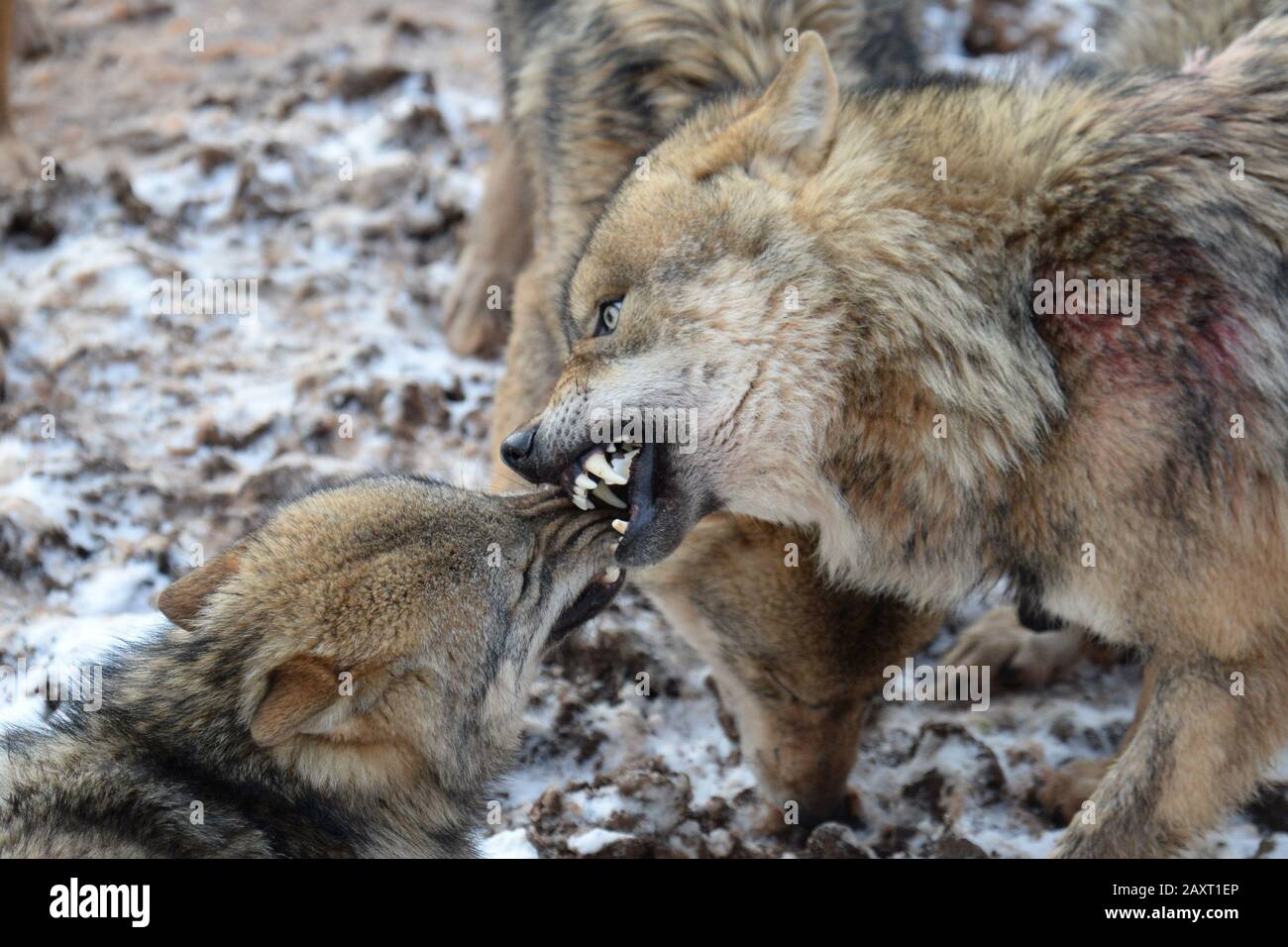 Pack wolves eating hi-res stock photography and images - Alamy
