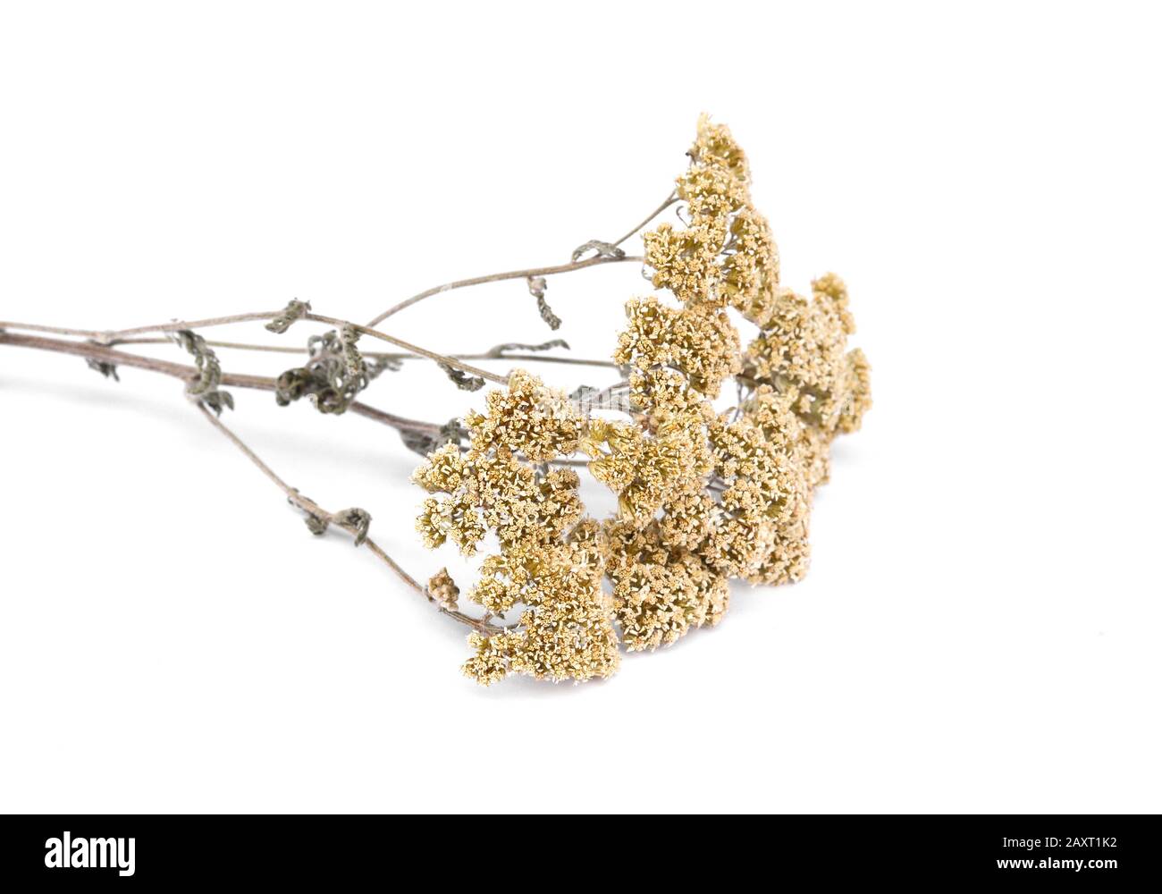 dried flowers of common yarrow isolated on white Stock Photo - Alamy