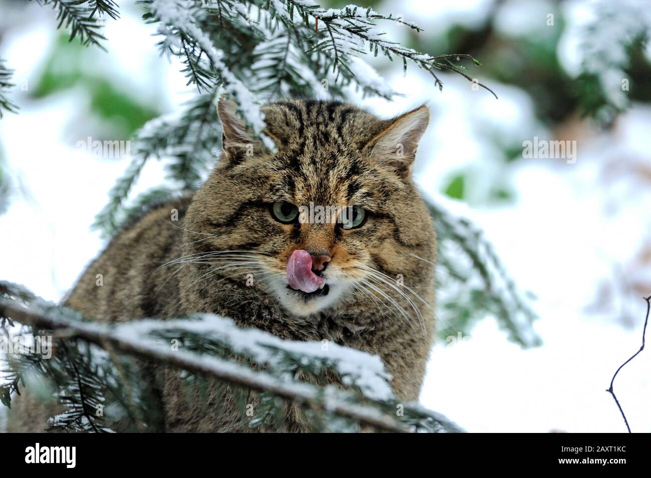 Predators carnivores cats hi-res stock photography and images - Alamy
