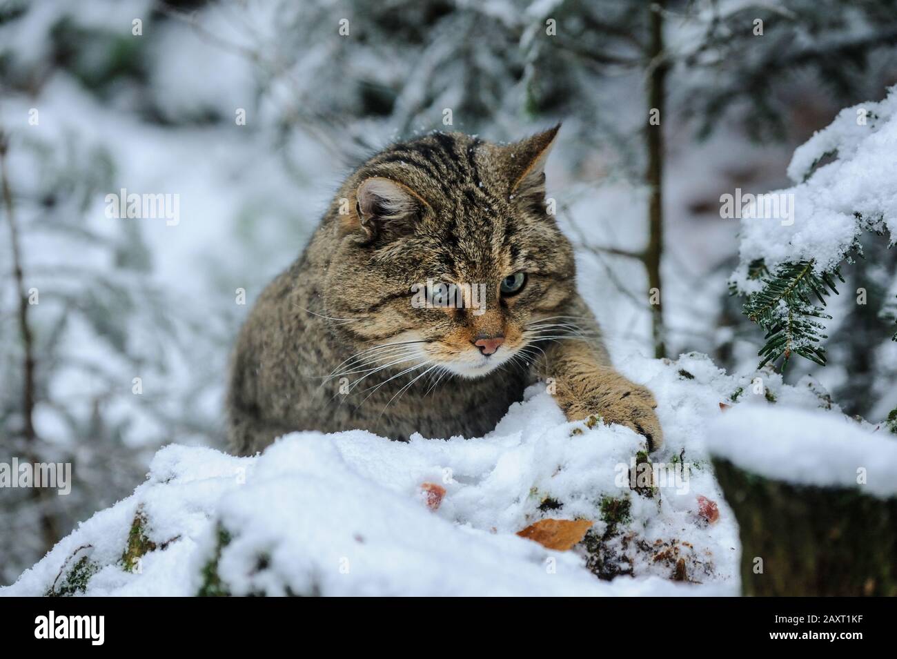 Wild cats foraging hi-res stock photography and images - Alamy